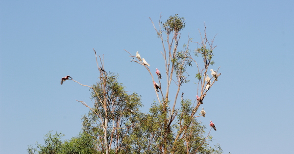 Tasmea buys another arm in the Pilbara