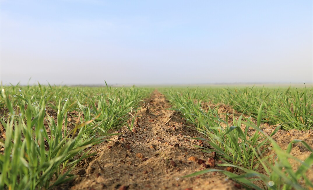 Luximax herbicide approved