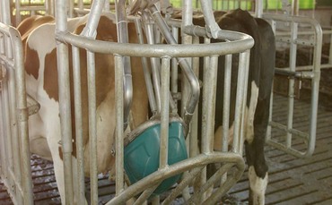 Dutch university installs cow toilet | Farm News | Farmers Guardian