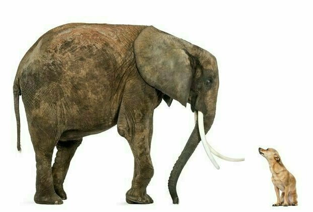New research shows bigger animals get more cancer, defying decades-old ...