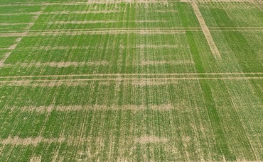 Leaf Layer Live 1: Care needed with backward plant dissection | Farm ...