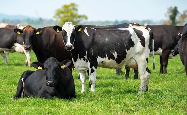 Cull cow market 'on fire' | Farm News | Farmers Guardian