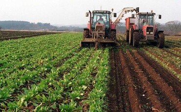 Frost-hit beet faces rejection | Farm News | Farmers Guardian