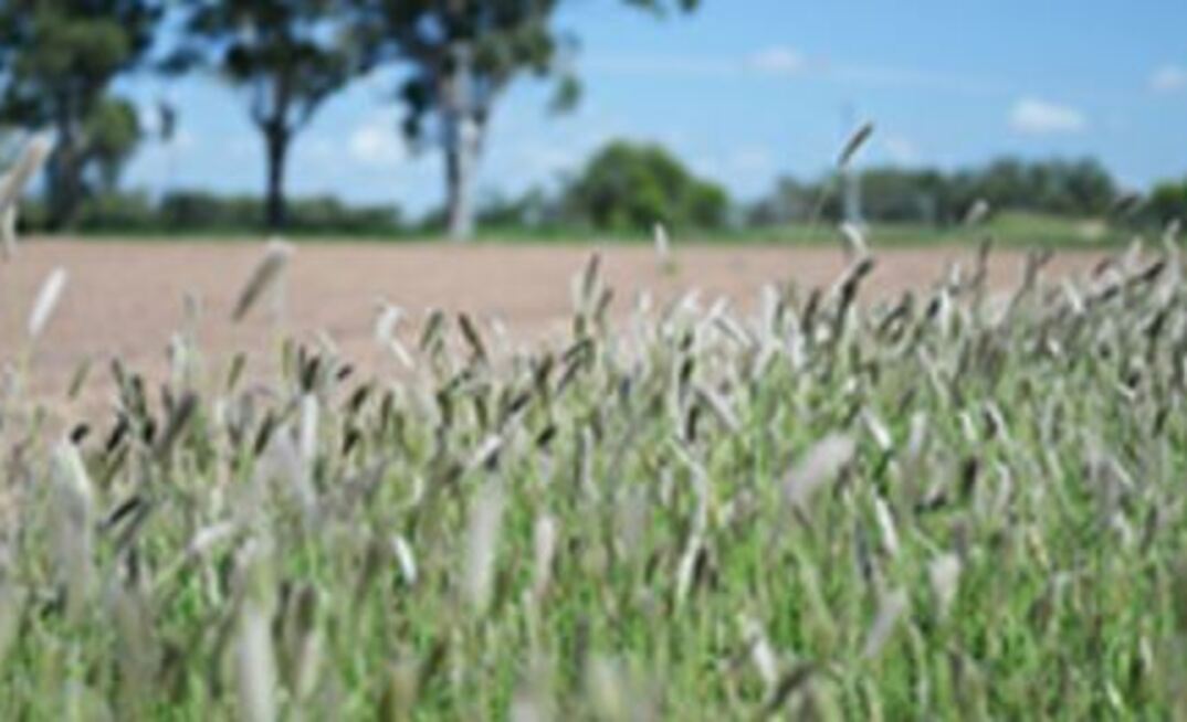 Feathertop Rhodes Grass warning