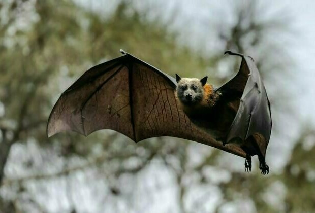 Lyssavirus is rare, but deadly. What should you do if a bat bites you?
