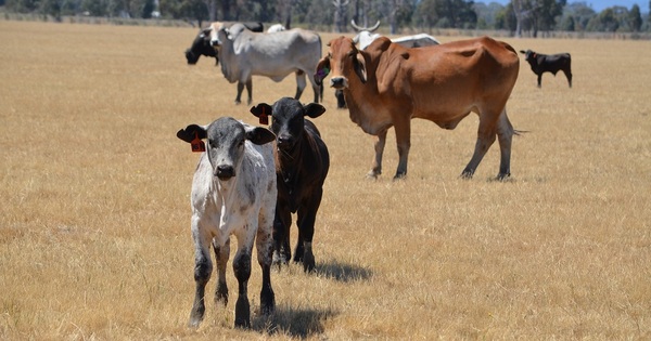 Fears grow for live cattle exports