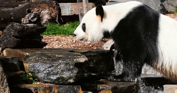 Asia Album: Lovely giant pandas at zoo in Australia
