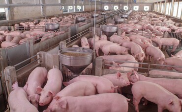 Pig gene-editing technology developed by UK researchers approved for US ...