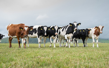 How a certain trace element could be quietly impacting your heifer ...