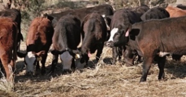 Toughen up, Princess': Efficient breeder management