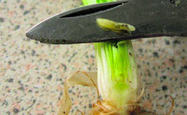 What does the high gout fly pressure mean for cereal yields? | Farm ...