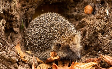 New project uses artificial intelligence to save declining hedgehog ...