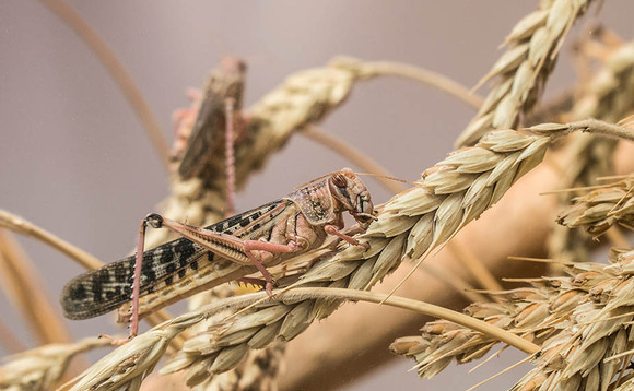 Race to control crop-eating locusts | Farm News | Farmers Guardian