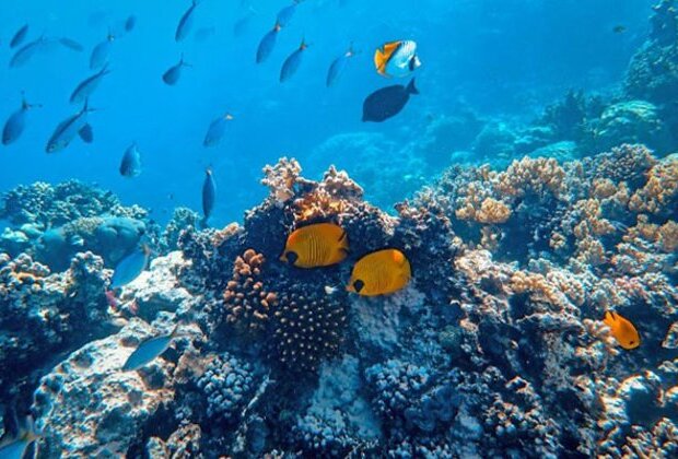 Study reveals what ancient underwater food webs can tell us about the ...