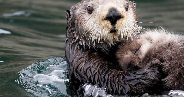 Meet the furriest dwellers of the Commander Islands!