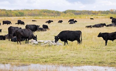 Rearing cattle across 13 states of America | Farm News | Farmers Guardian