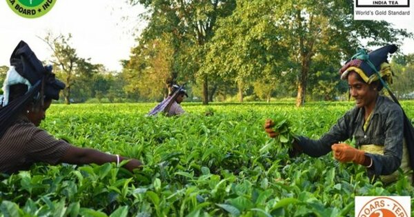 Small growers key in shaping India's tea plantation sector, says Piyush ...
