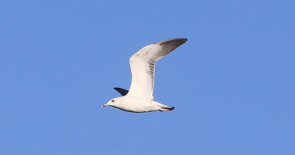 Jordan safeguards millions of migratory birds journeying along vital flyway