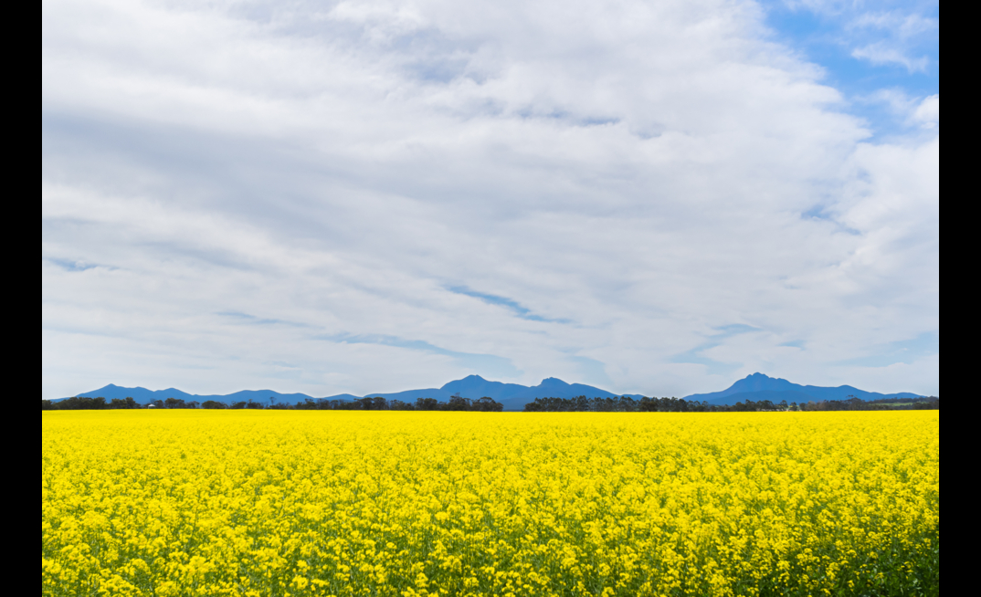 Triple trait canola soon to hit the market