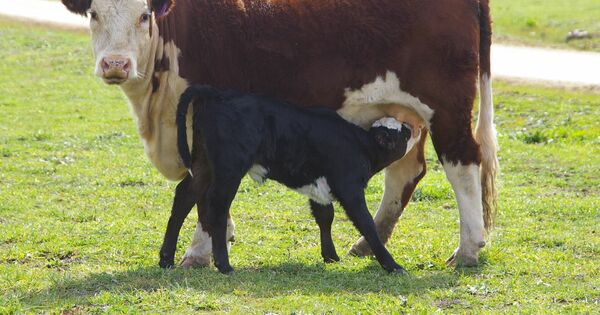 Preventing calving problems