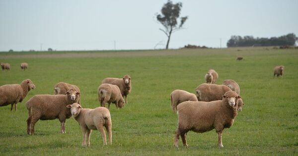 Sheep eID in action: six months on