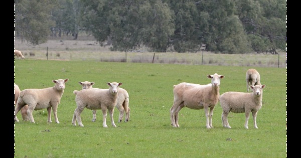 Strong start to the year for sheep