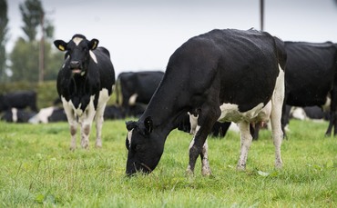 Watch out for bloat in your cattle this grazing season | Farm News ...