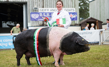 Royal Welsh Show: British Saddleback wins in pig rings | Farm News ...