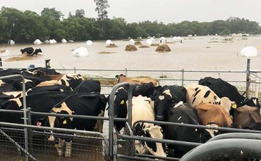 Cattle survive gruelling 40 mile swim through Australia's floodwaters ...