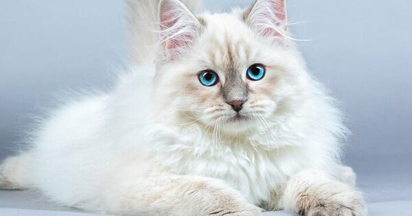 Why is this cat named after the Neva River