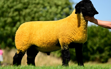 Rempstone flock tops Suffolks at 30,000gns | Farm News | Farmers Guardian
