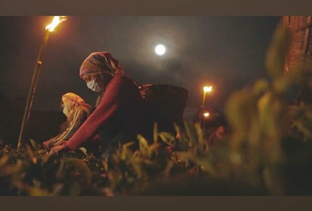 Full moon tea leaf plucking - How India's most exotic teas are picked