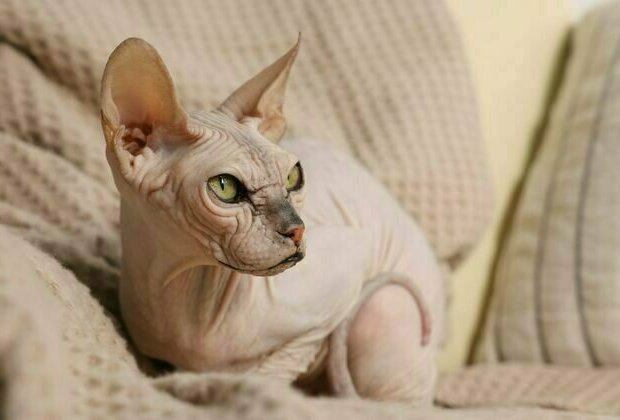 The 'bully cats' bred to resemble American bully dogs and how fashion ...