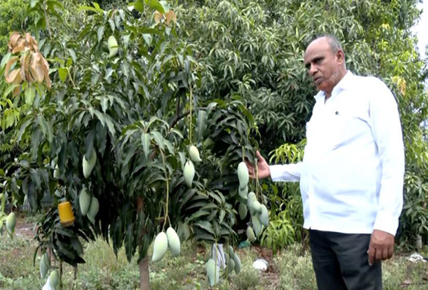 Pune farmer cultivates rare international mango varieties, including ...