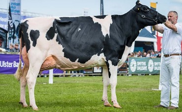 BALMORAL SHOW 2023: Holstein reigns supreme in dairy championship ...