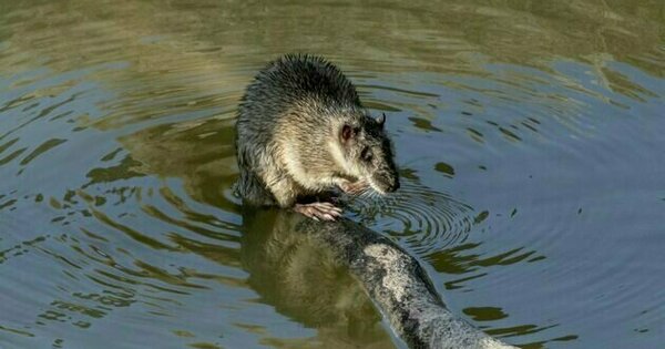 Australia's rat uprising: footage provides first evidence of native ...