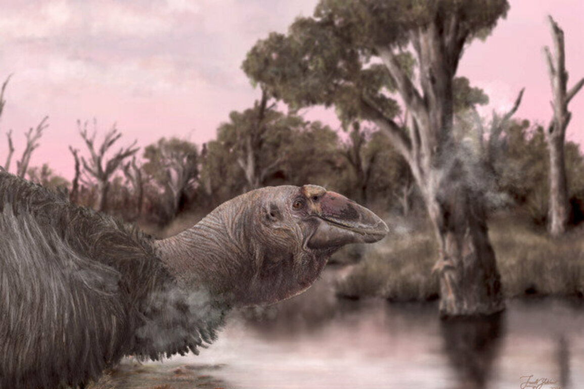 New fossils show what Australia's giant prehistoric 'thunder birds ...