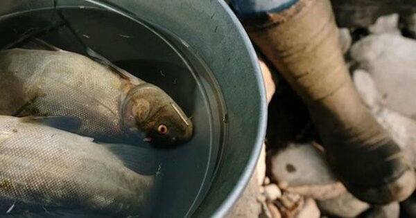 Union Minister Rupala launches "Report Fish Disease" App