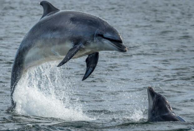 Why dolphin poo is being scooped out of West Wales waters