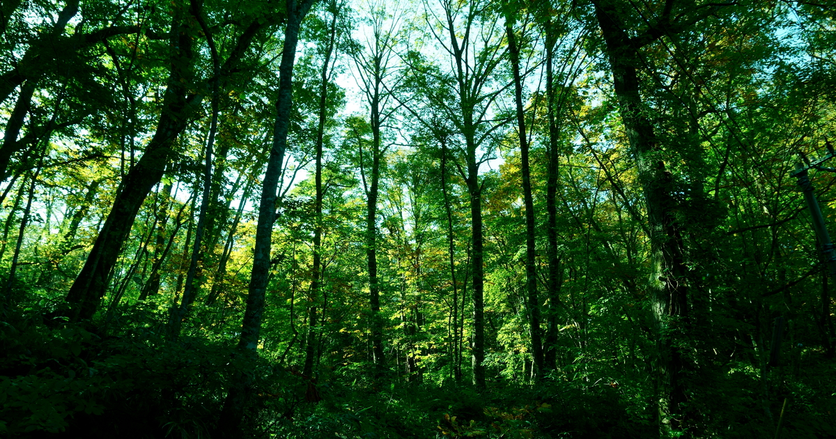 Cazenove Capital to adopt SDR ‘Sustainability Focus’ label across £3bn ...