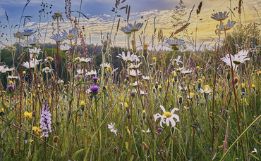 Amey launches first Nature Positive Strategy | BusinessGreen News