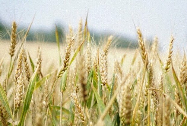 Agricultural diversity has positive impact on food security: Study