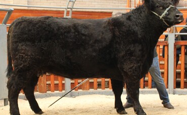 Strong demand at dispersal of Balgray Galloway cattle | Farm News ...