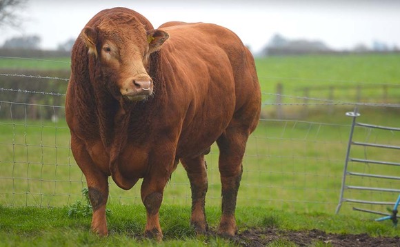 BEEF SPECIAL: Myostatin in cattle - a veterinary perspective | Farm ...