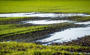 Saturated soils bring flooding heartache for growers | Farm News ...