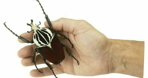 World's largest insect faces extinction: how to save two species of ...