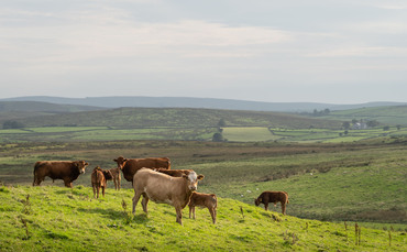 NI beef farming contributes 'over £600 million' to the economy each ...