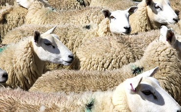 New sheep scab project success | Farm News | Farmers Guardian