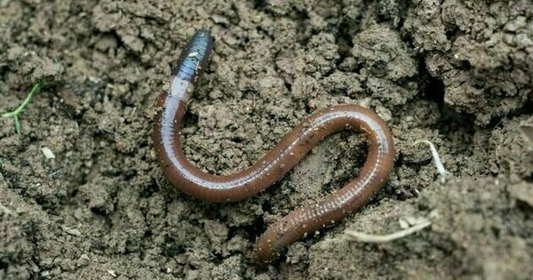 'A healthy earth may be ugly': How literary art can help us value ...