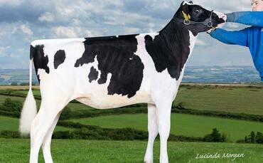 European chart topper leads the way at Willsbro sale | Farm News ...